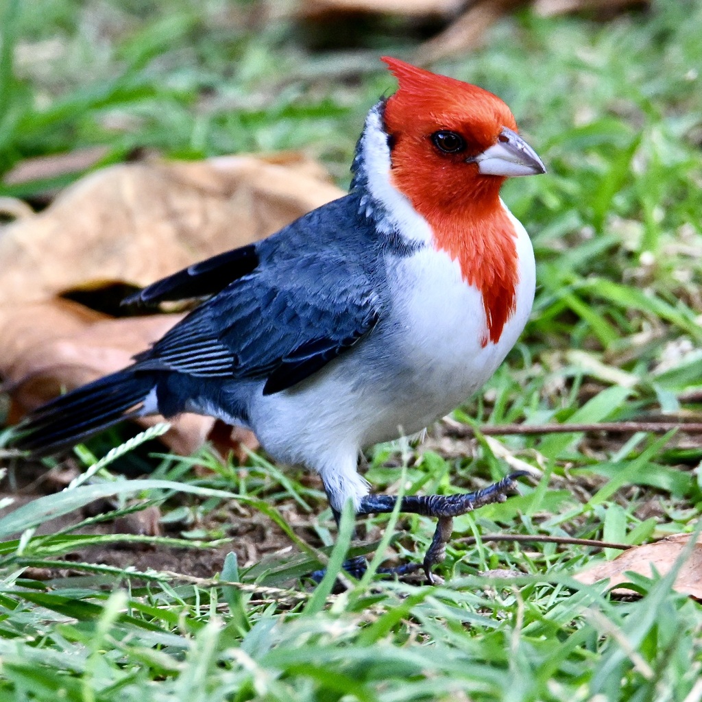 Red-crested Cardinal from Maui, Hawaii, USA on February 14, 2024 at 04: ...