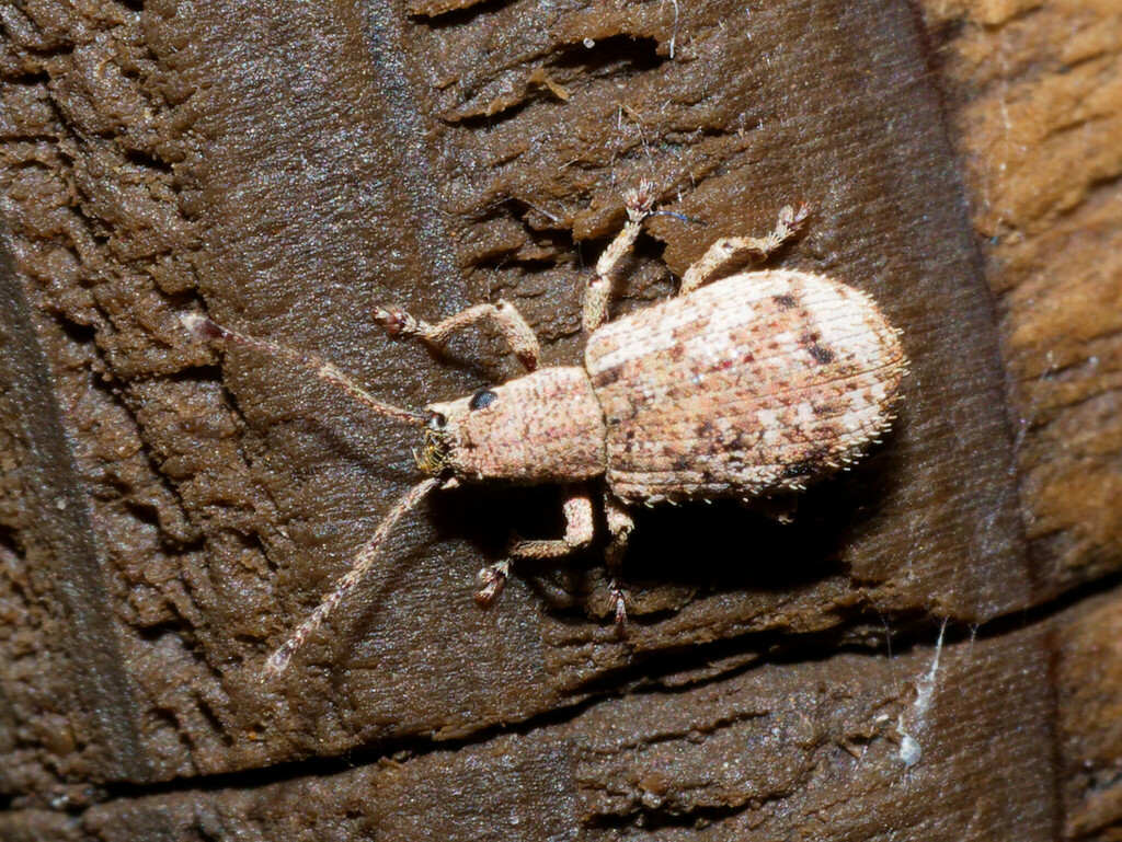 Peach Root Weevil from Yakumo, Meguro City, Tokyo 152-0023, Japan on ...
