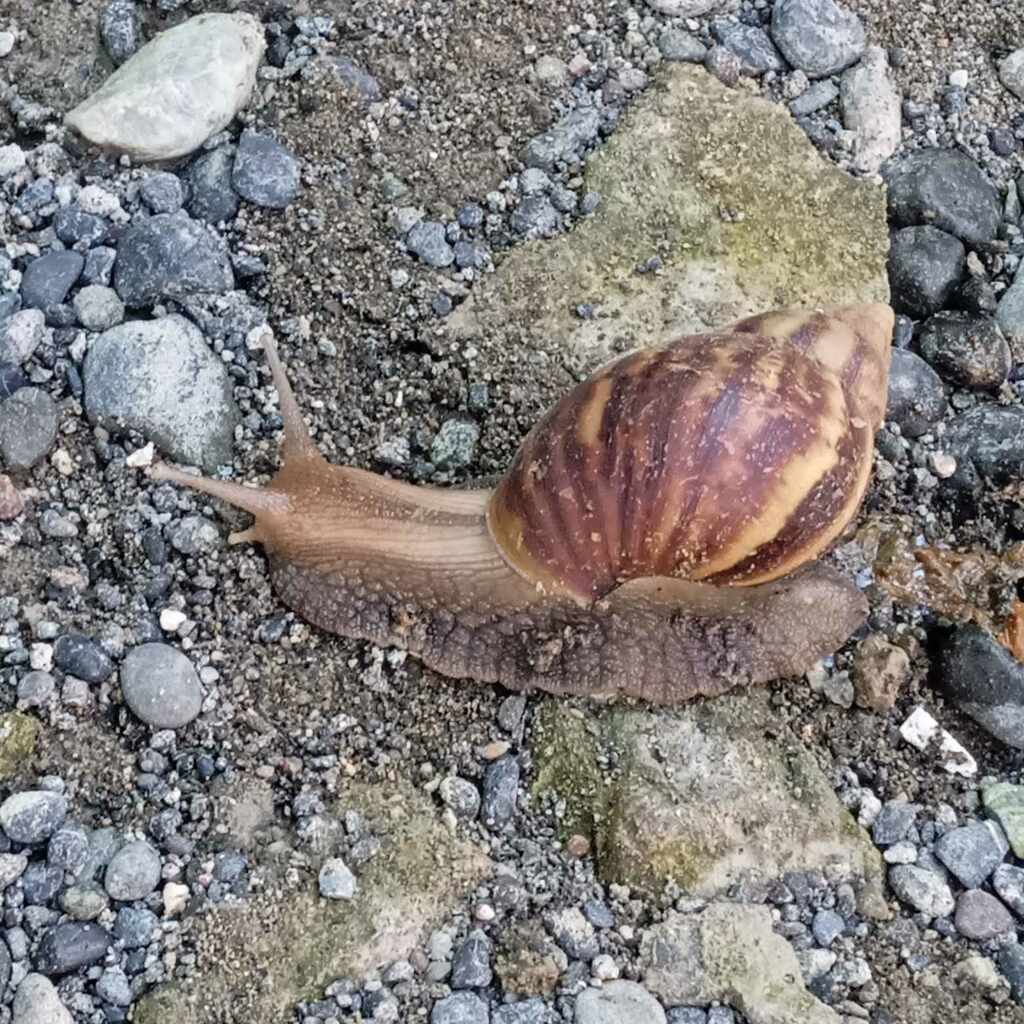African Giant Snail from Tibungco, Bunawan, Davao City, Davao del Sur ...