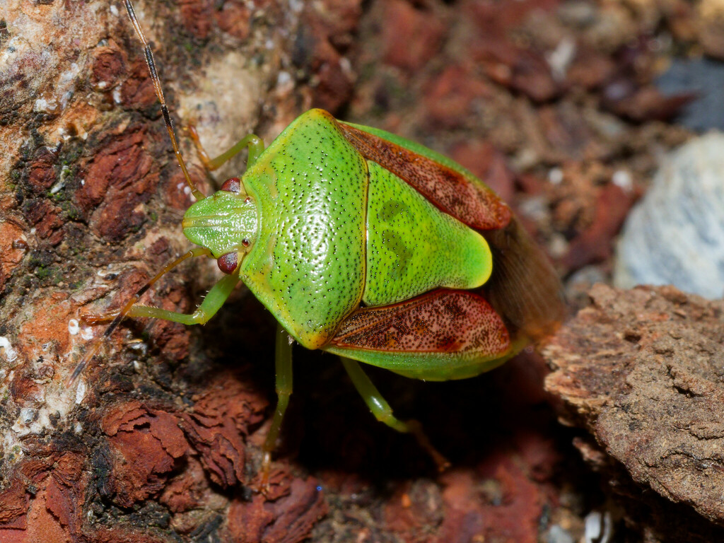 Oriental Stink Bug from Fukasawa, Setagaya City, Tokyo 158-0081, Japan ...