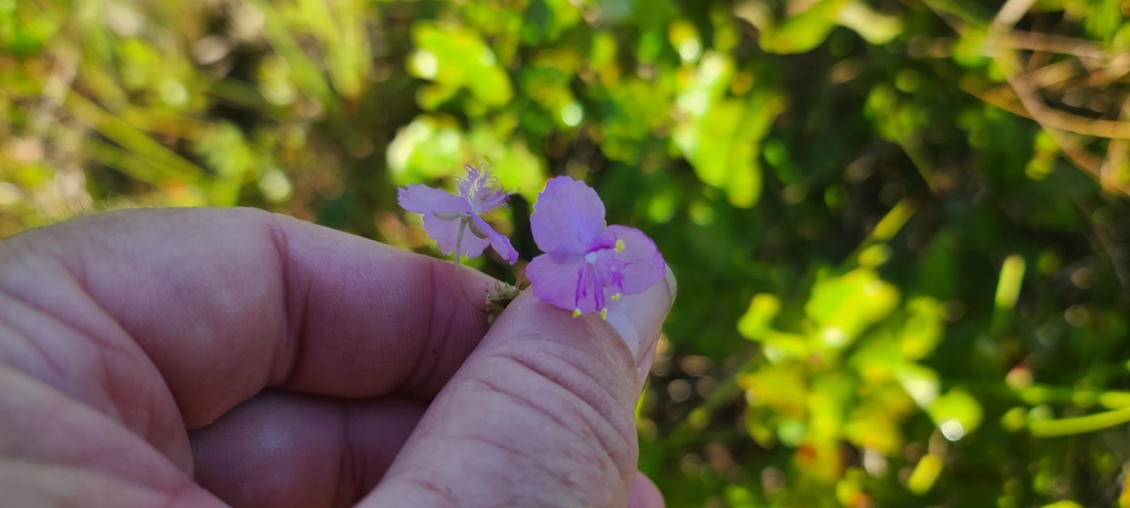 Scrub roseling in August 2024 by Michael Ingram · iNaturalist