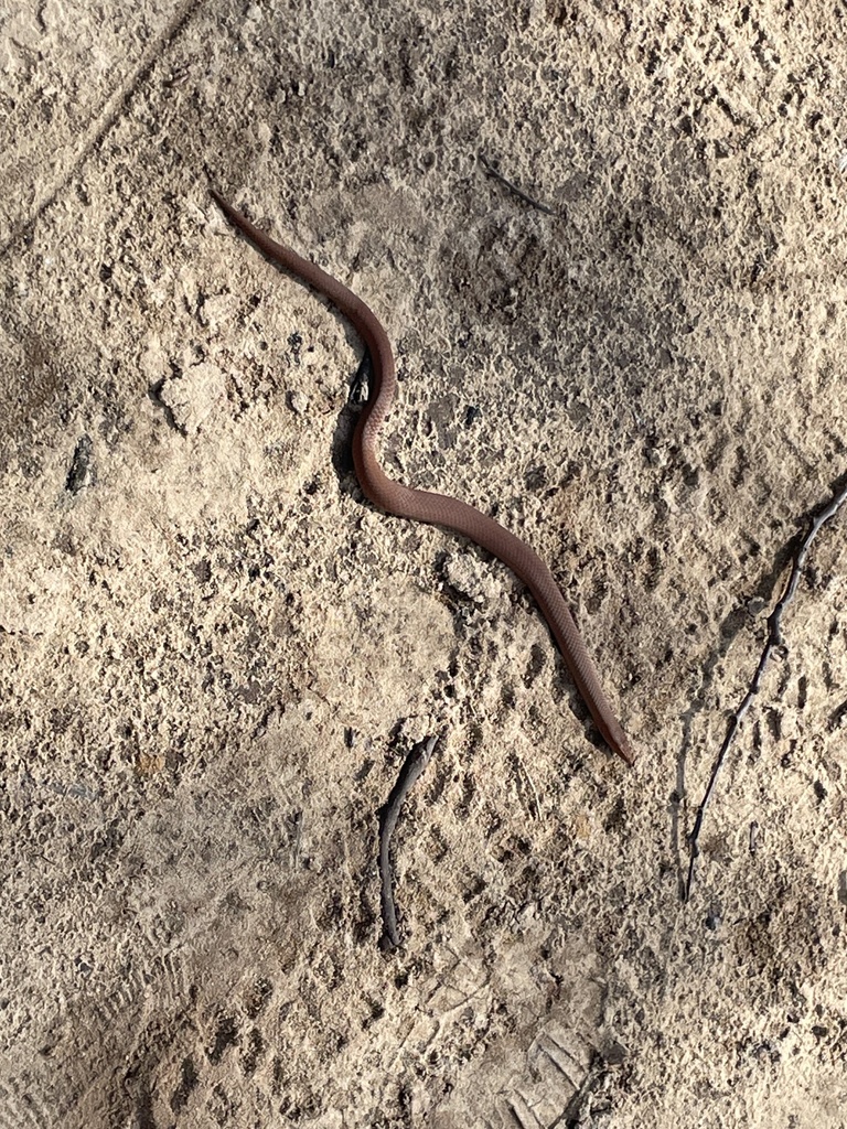 Burton's Snake-lizard from Pentaloon Bay, New South Wales, NSW, AU on ...