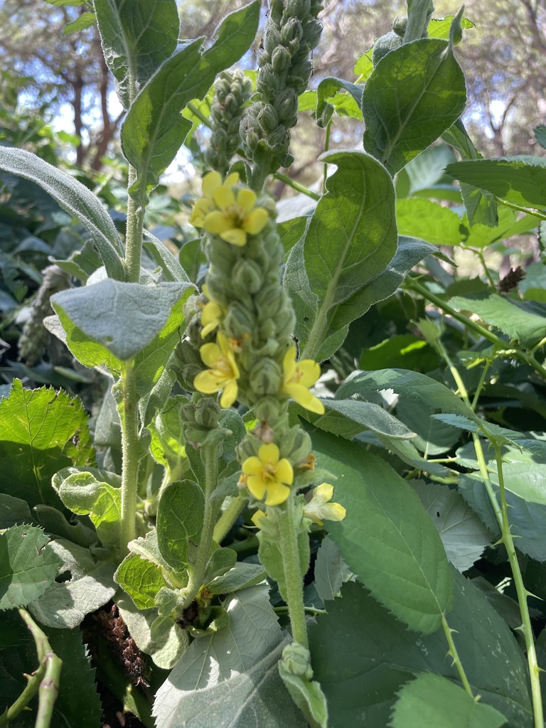 great mullein from Regional Park, Auburn, CA, US on August 11, 2024 at ...