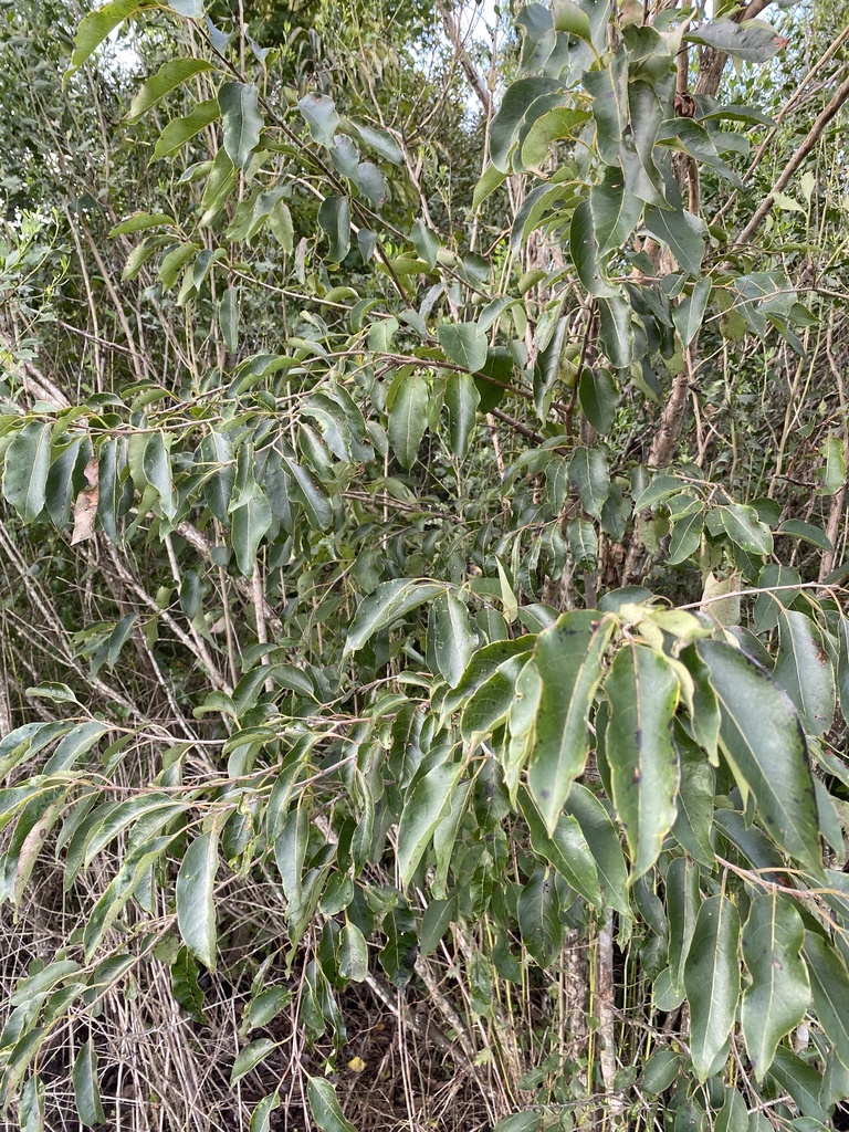 American persimmon from Bexley Village Dr, Land O Lakes, FL, US on ...