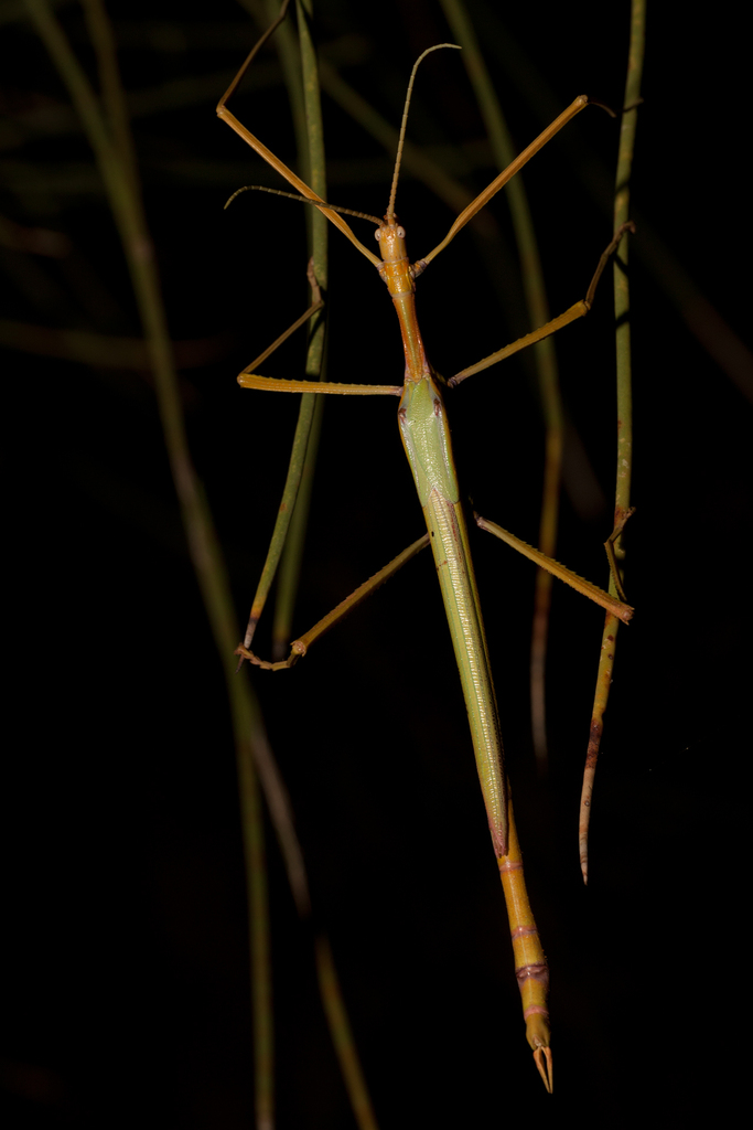 Sjöstedt's Graceful Stick Insect from Windorah QLD 4481, Australia on ...