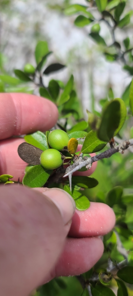 Tough Bully in August 2024 by Michael Ingram. Bumelia lacuum? · iNaturalist