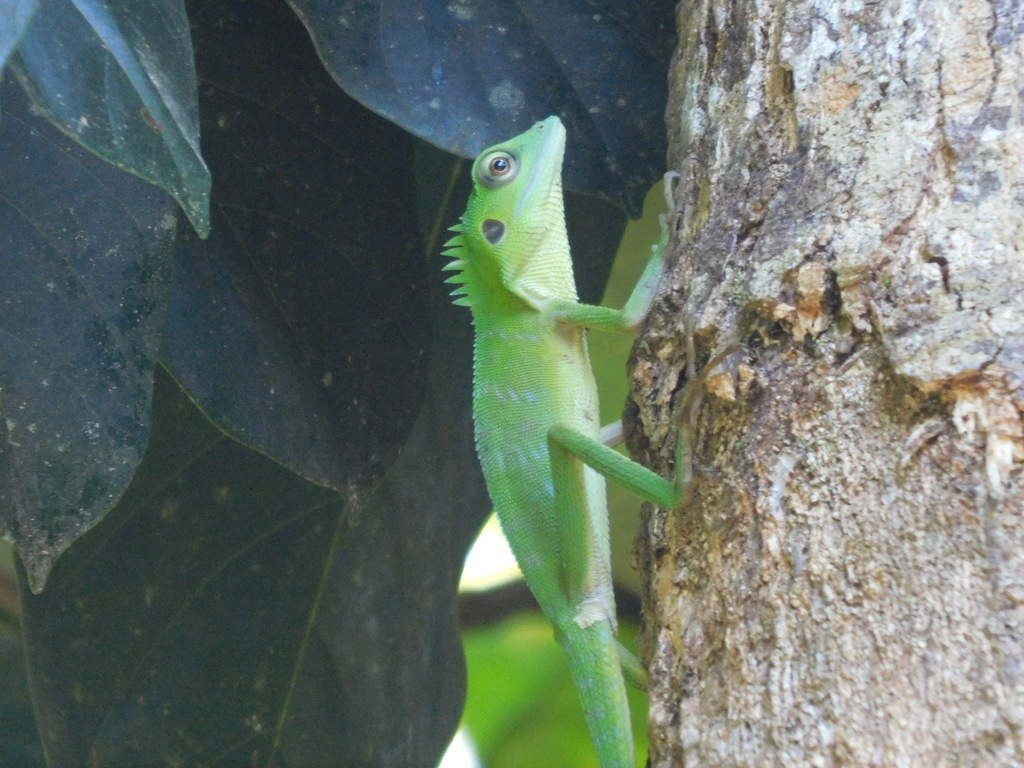 Green Crested Lizard from Siburan, Sarawak, Malaysia on August 10, 2024 ...