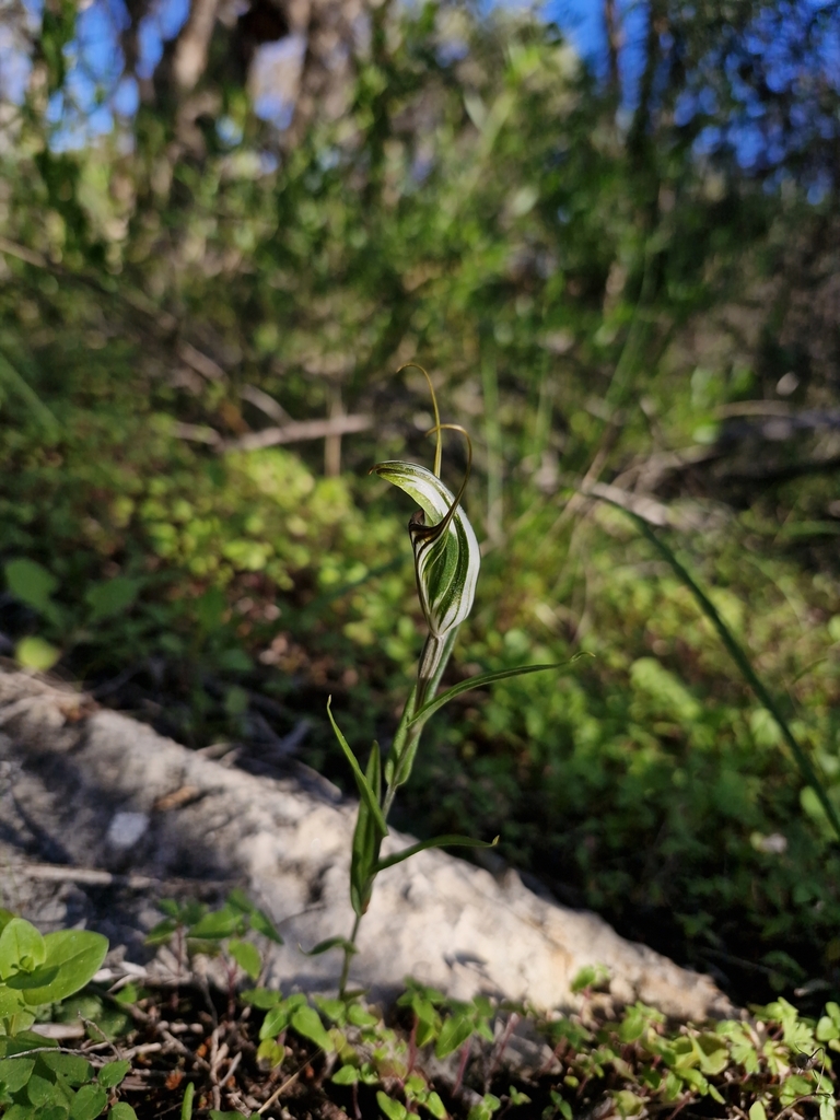Pterostylis microglossa in August 2024 by Jamie Lee · iNaturalist