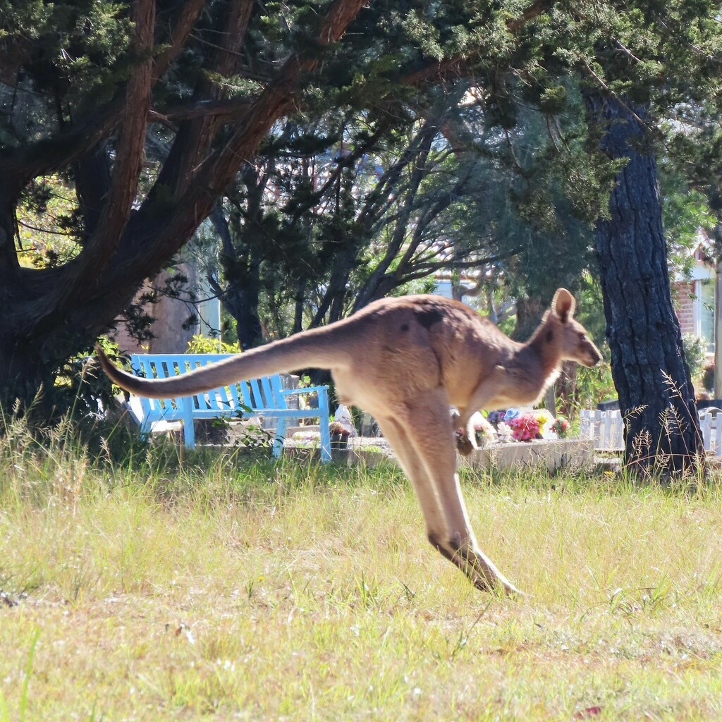 Eastern Grey Kangaroo from Bega Valley, AU-NS, AU on June 21, 2024 at ...