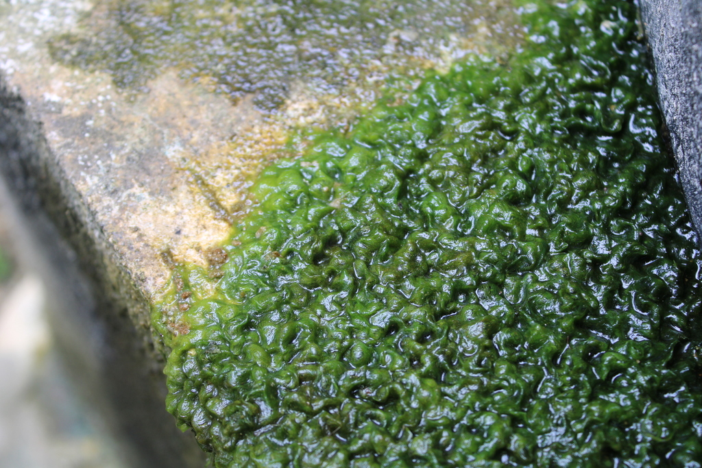 Prasiola from Diaz Ordaz, Agua Dulce, Ver., México on August 13, 2024 ...