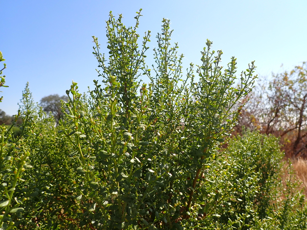 Coyote Brush (Trees and Shrubs of Folsom, California) · iNaturalist