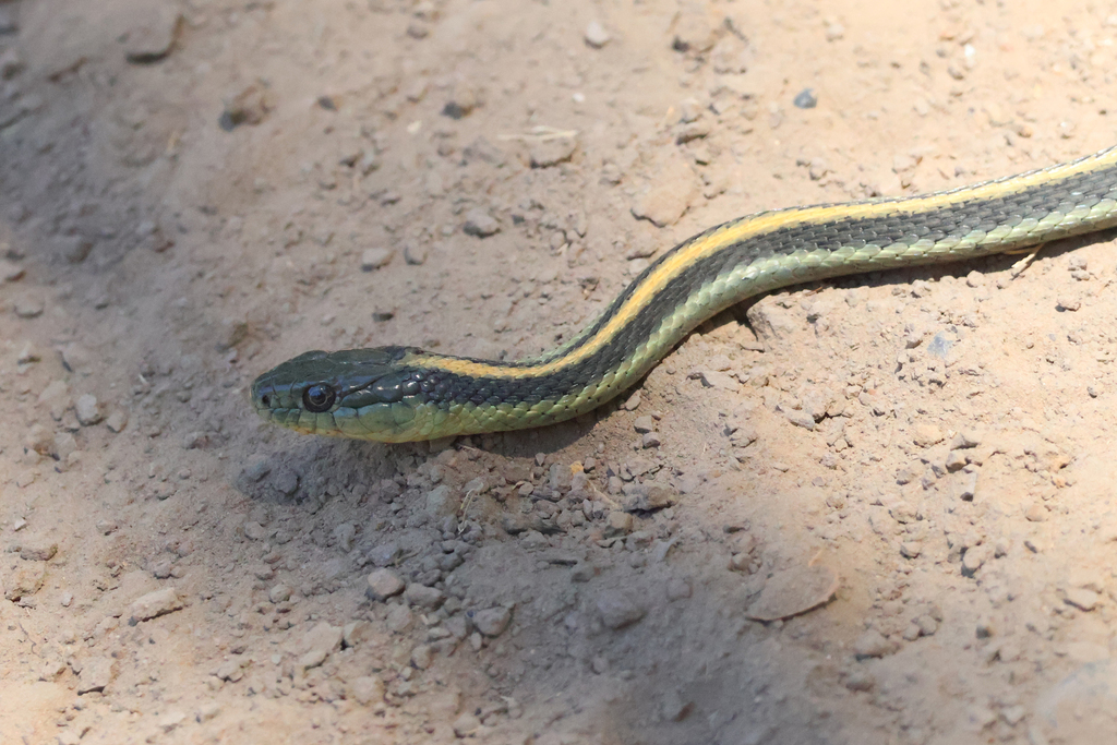 Diablo Range Garter Snake from Contra Costa County, CA, USA on August ...