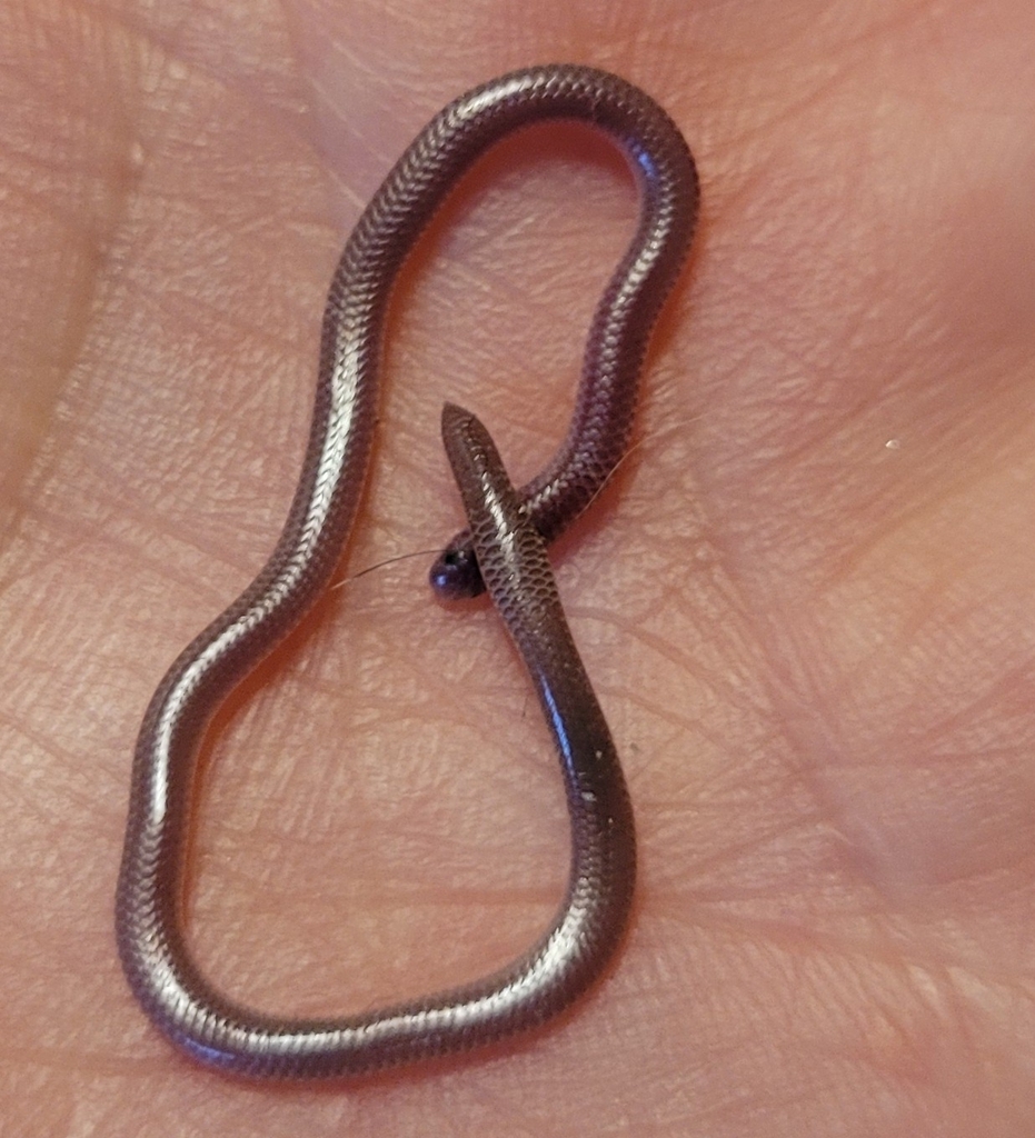 Texas Blind Snake in April 2024 by mustardlypig · iNaturalist