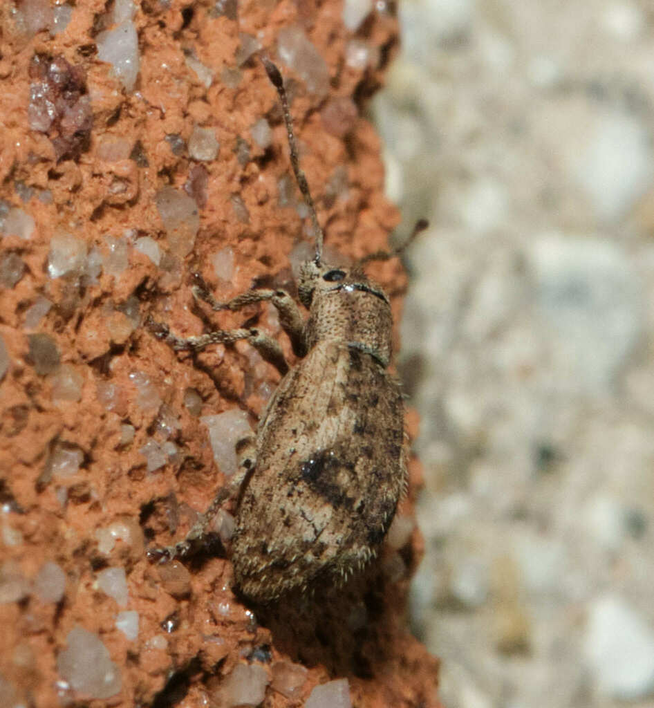 Peach Root Weevil from Woodbourne-Hyde Park, OH, USA on August 4, 2024 ...