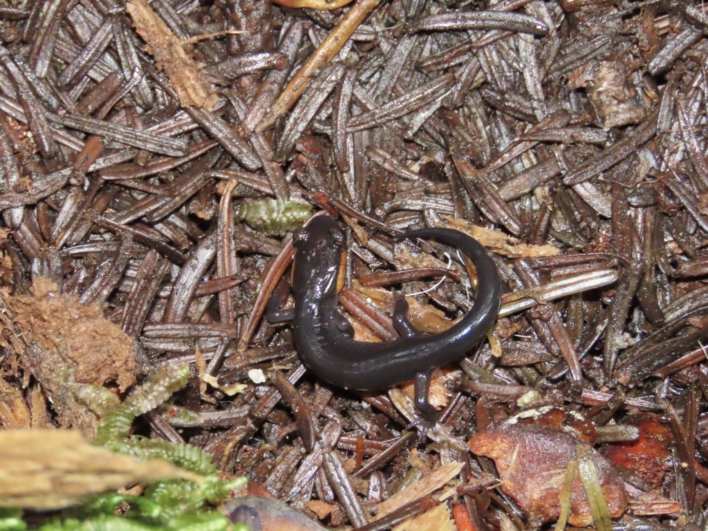 Red-cheeked Salamander in August 2024 by Josh Emm · iNaturalist