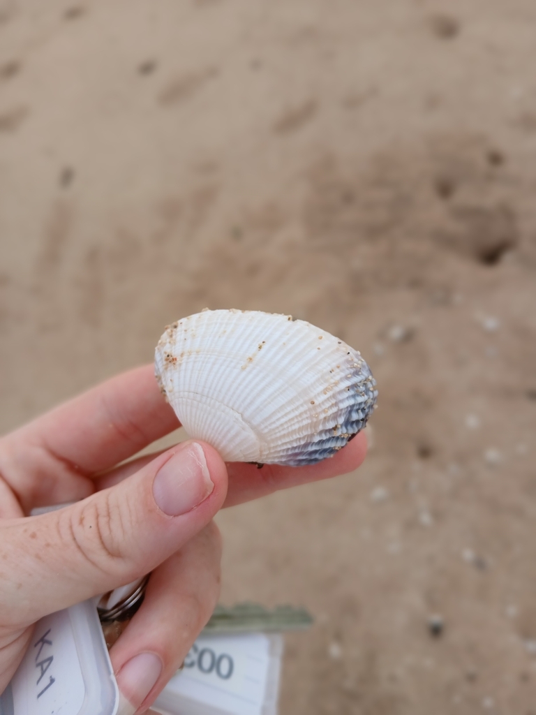 Pacific Asaphis from Mer Island QLD 4875, Australia on August 14, 2024 ...