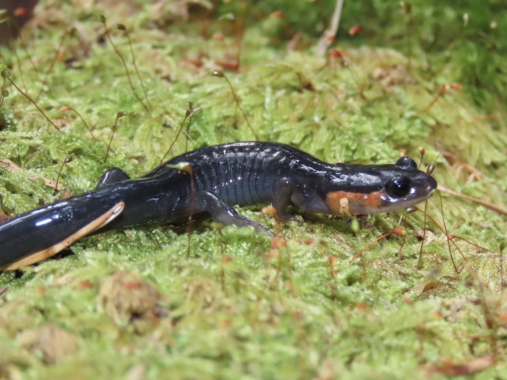 Red-cheeked Salamander in August 2024 by Josh Emm · iNaturalist