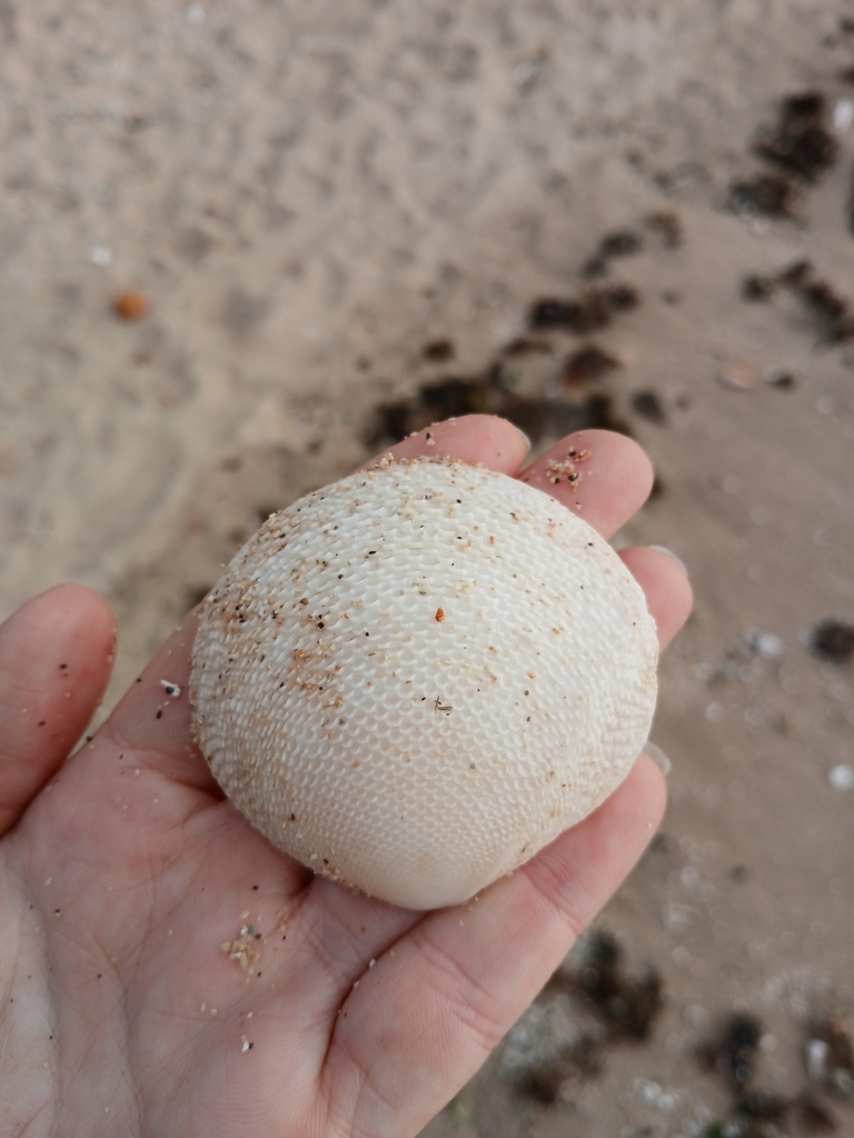 Scutarcopagia scobinata from Mer Island QLD 4875, Australia on August ...