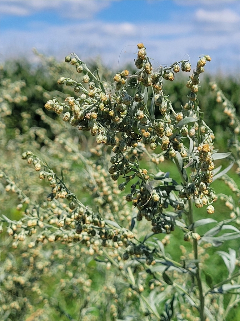 absinthe wormwood from Dane Prairie Township, MN, USA on August 12 ...