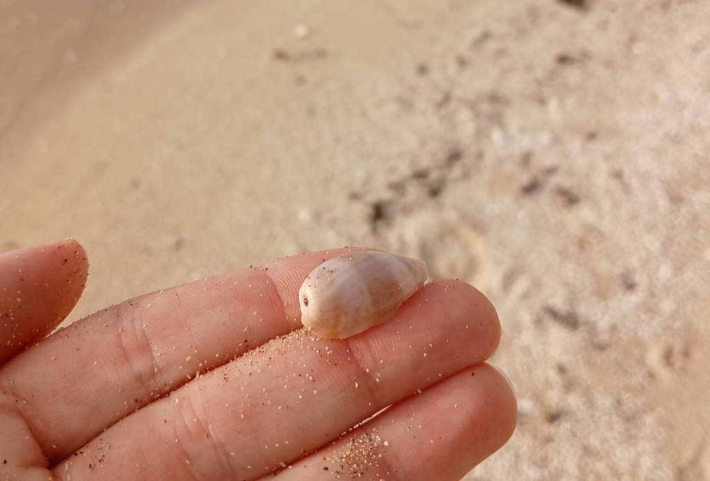 Cowries from Mer Island QLD 4875, Australia on August 13, 2024 at 05:15 ...