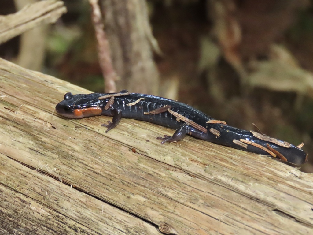 Red-cheeked Salamander in August 2024 by Josh Emm · iNaturalist