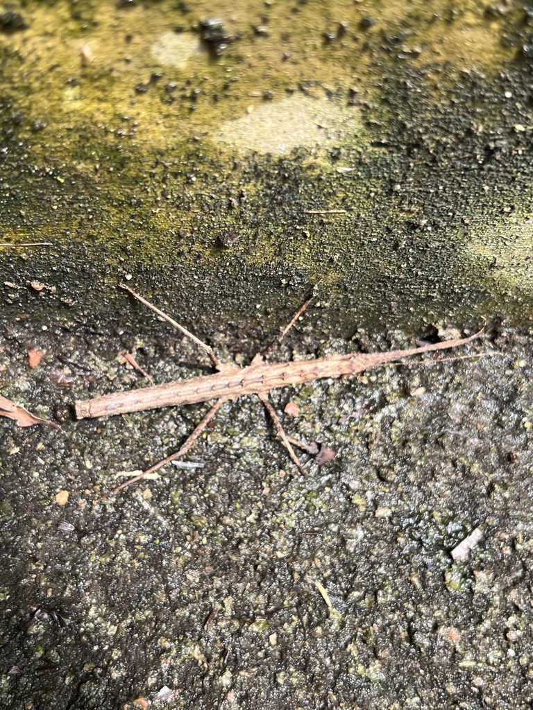 Neohirasea japonica in August 2024 by Nakatada Wachi · iNaturalist