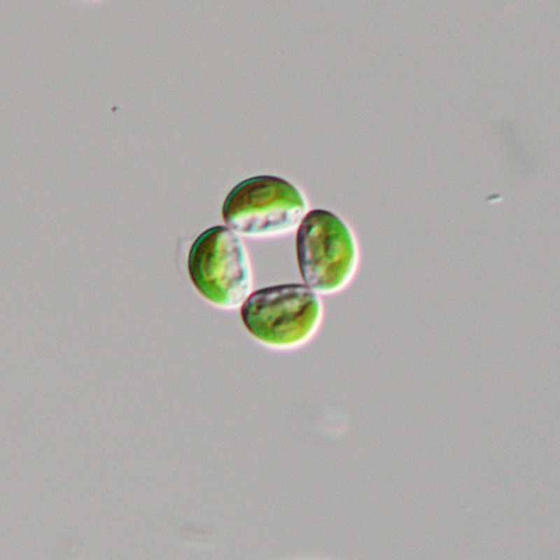 (Crucigenia lauterbornii) - Botanical Realm