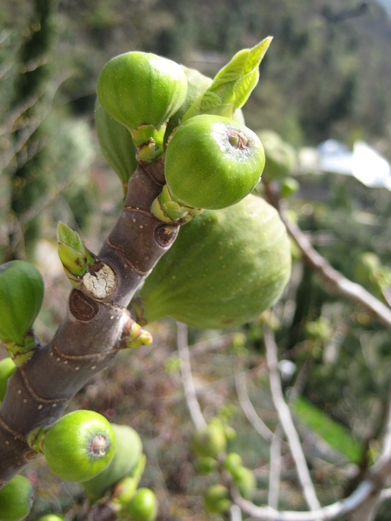 Common Fig (Trees and Shrubs of Folsom, California) · iNaturalist