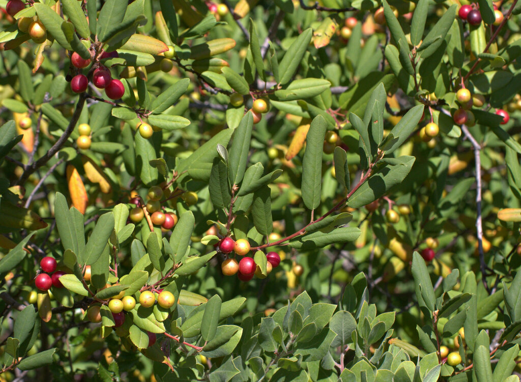 Coffeeberry (Trees and Shrubs of Folsom, California) · iNaturalist