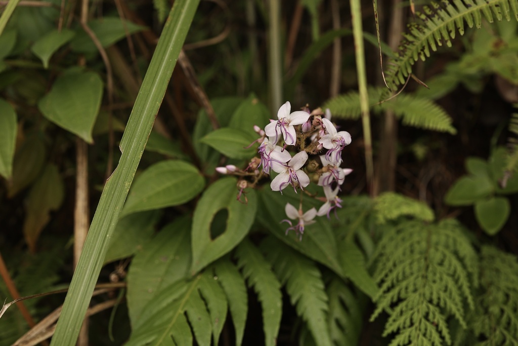 Bredia quadrangularis in August 2024 by Pintsen JIN · iNaturalist