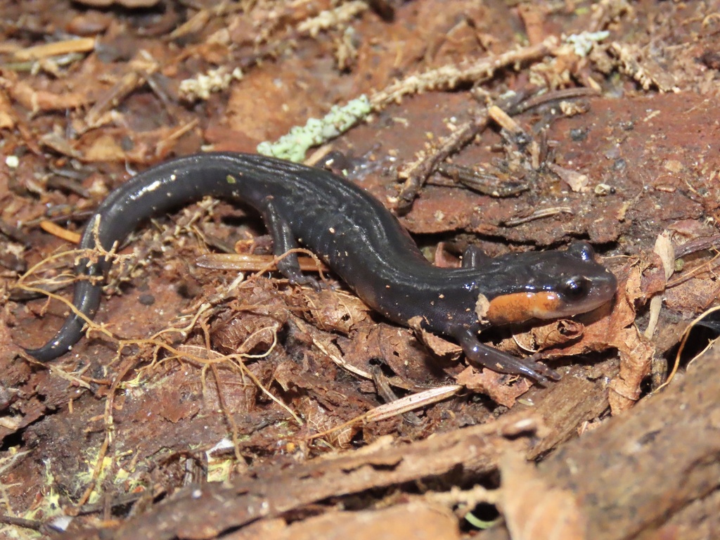 Red-cheeked Salamander in August 2024 by Josh Emm · iNaturalist