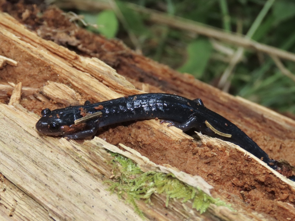 Red-cheeked Salamander in August 2024 by Josh Emm · iNaturalist