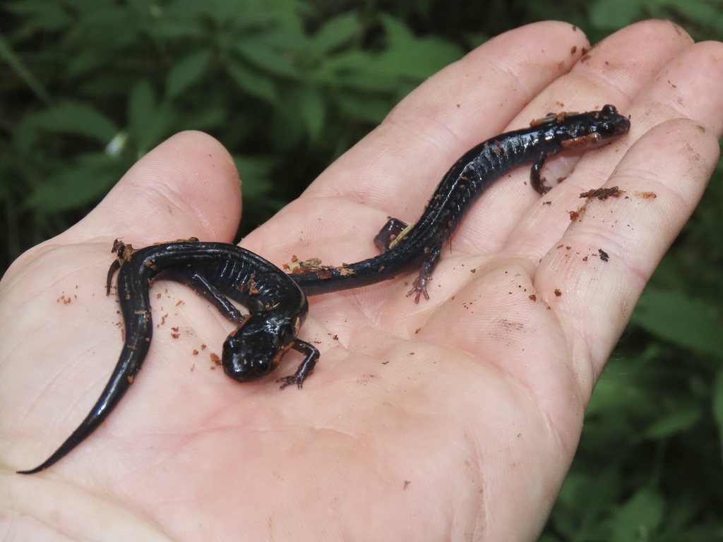 Red-cheeked Salamander in August 2024 by Josh Emm · iNaturalist