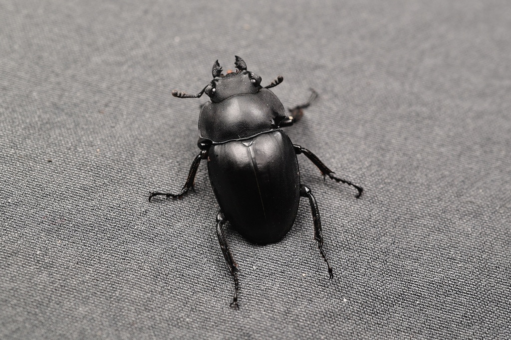 Neolucanus sinicus sinicus in August 2024 by Pintsen JIN · iNaturalist