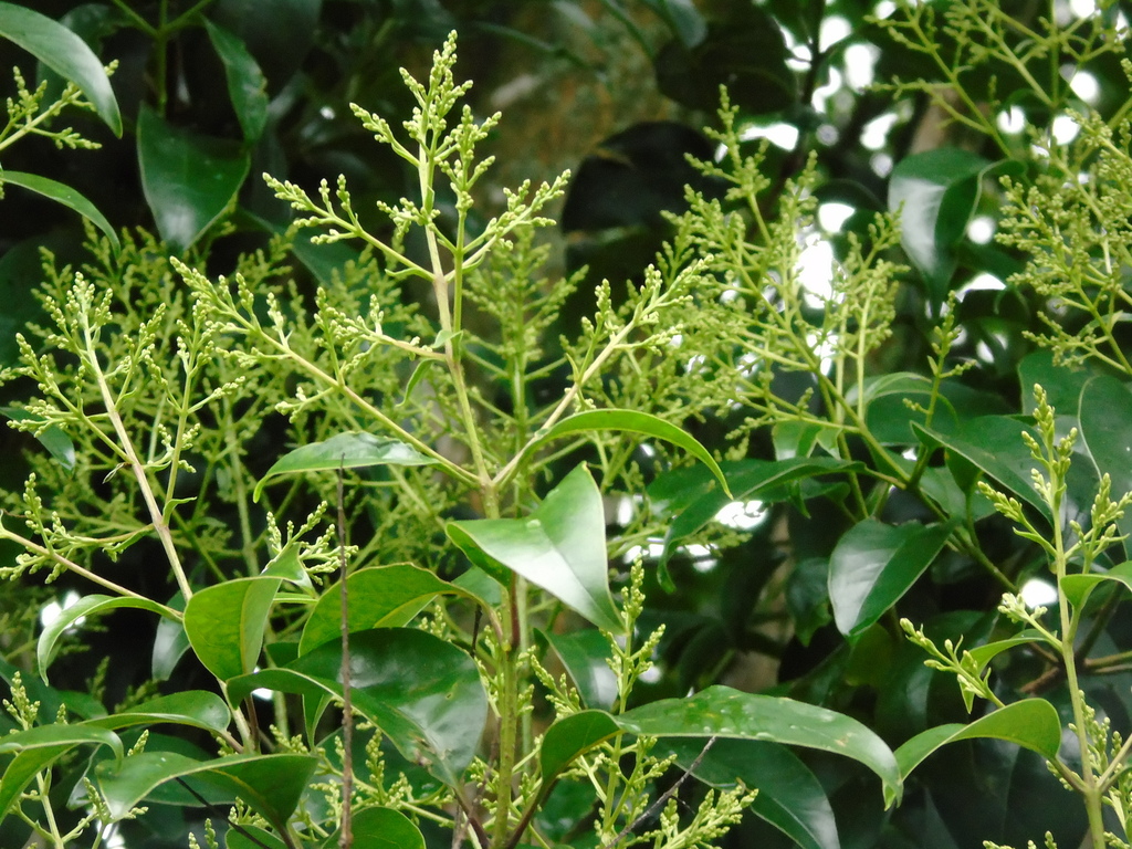 Chinese Privet (Trees and Shrubs of Folsom, California) · iNaturalist