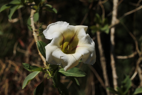 Copa de oro (Solandra guttata) · NaturaLista Colombia