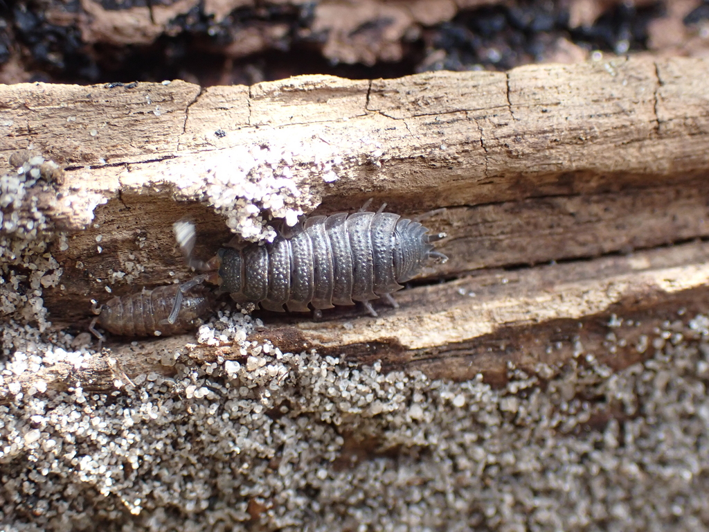 Common Rough Woodlouse from Watson Creek VIC 3912, Australia on August ...