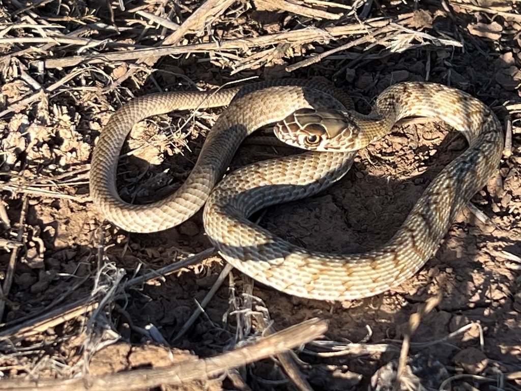 Coachwhip from SH-118, Alpine, TX, US on August 13, 2024 at 07:34 PM by ...