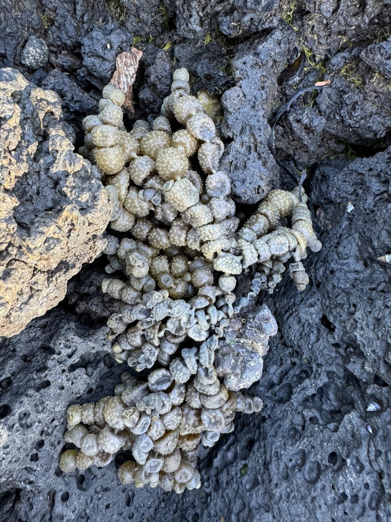 Neptune's necklace from Motukorea Channel, Waitemata and Gulf Ward ...
