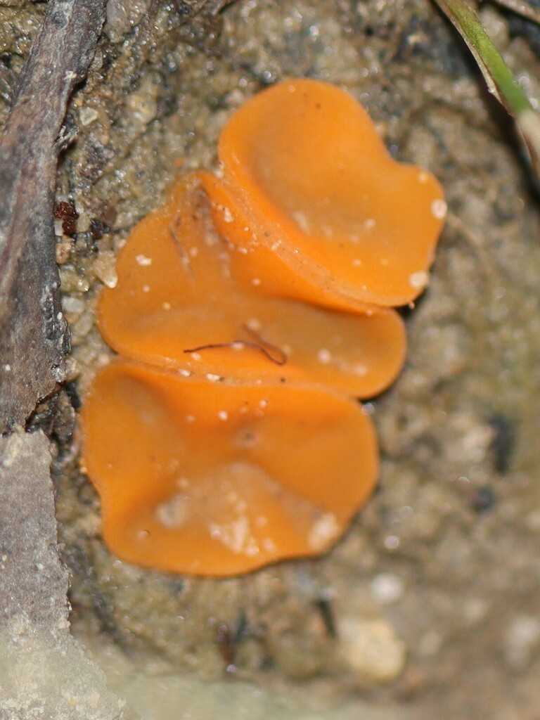 Pyronemataceae from Hazelbrook NSW 2779, Australia on May 19, 2024 at ...