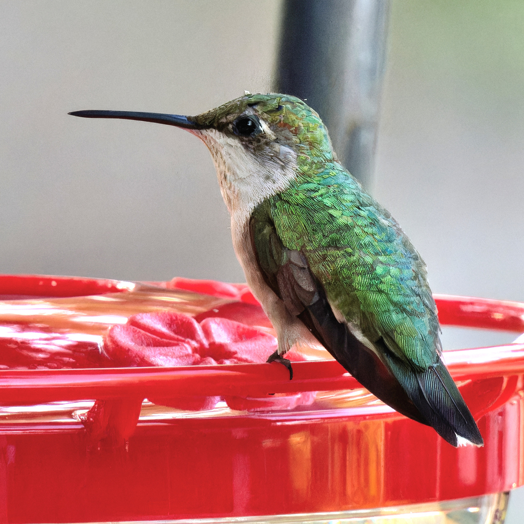 Ruby-throated Hummingbird in August 2024 by Lauren K · iNaturalist