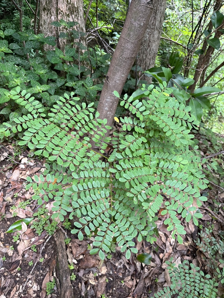 Mezoneuron from View St, Mount Nebo, QLD, AU on March 7, 2024 at 10:14 ...