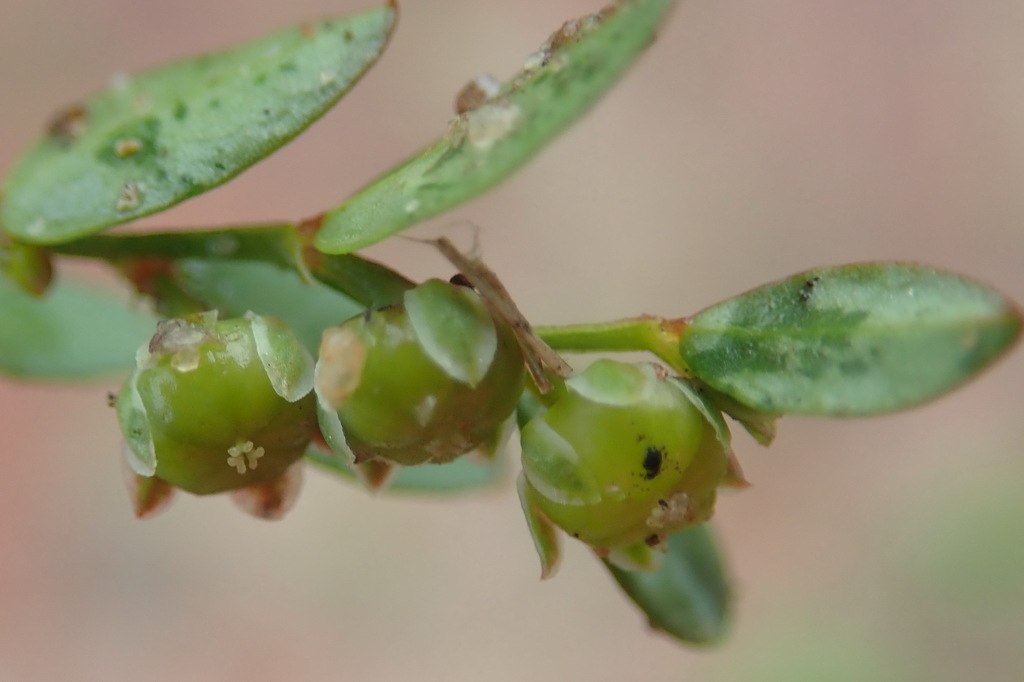 leaf-flower family (Phyllanthaceae) - Botanical Realm