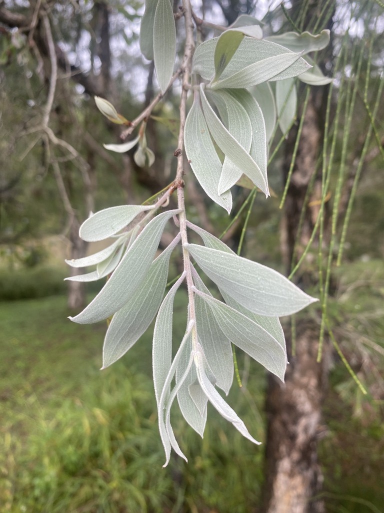 Blue Paperbark from Baldwin Swamp Environment Park, Steindl St ...