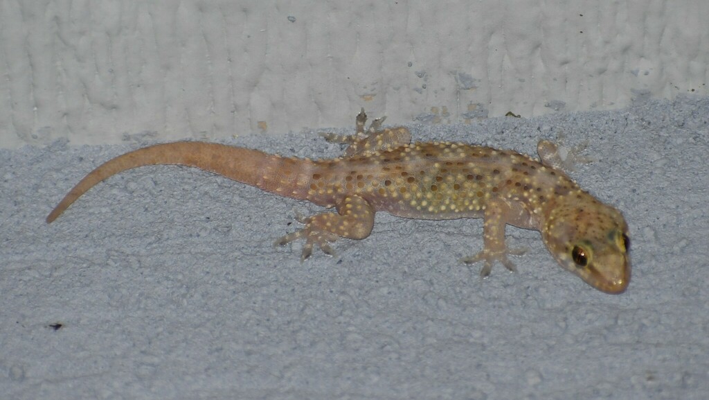Mediterranean House Gecko from South Side, Corpus Christi, TX, USA on ...
