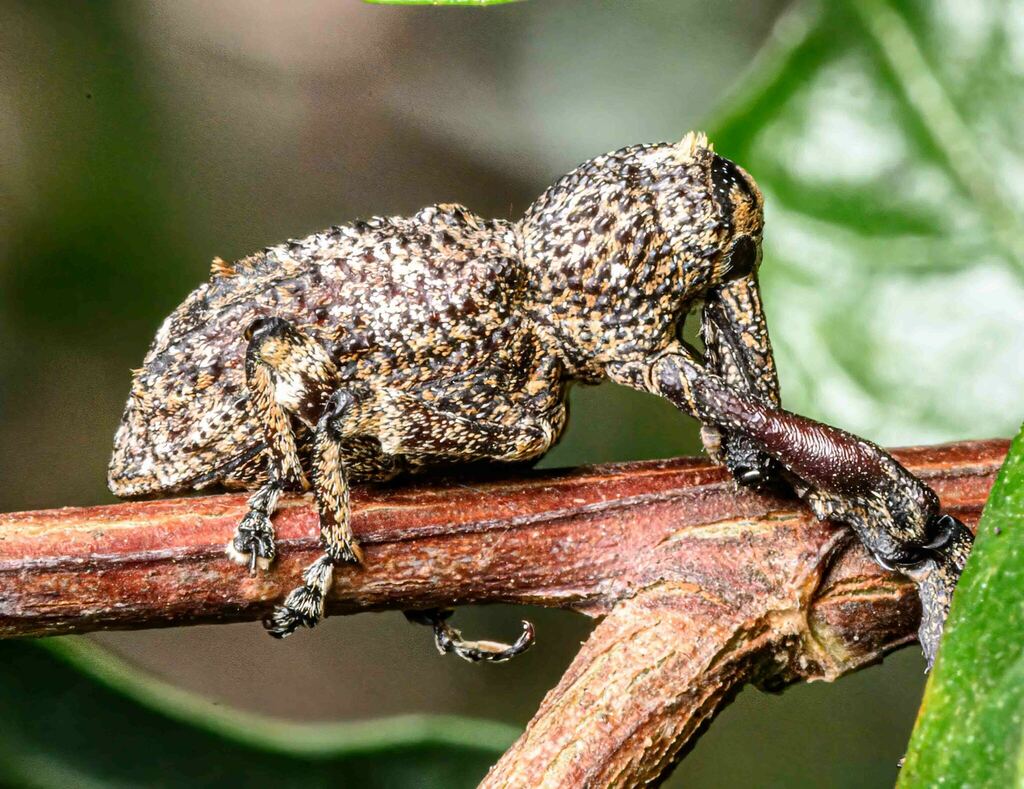 Elephant Weevil from 237-265 Oaklands Rd, Oaklands Park SA 5046 ...