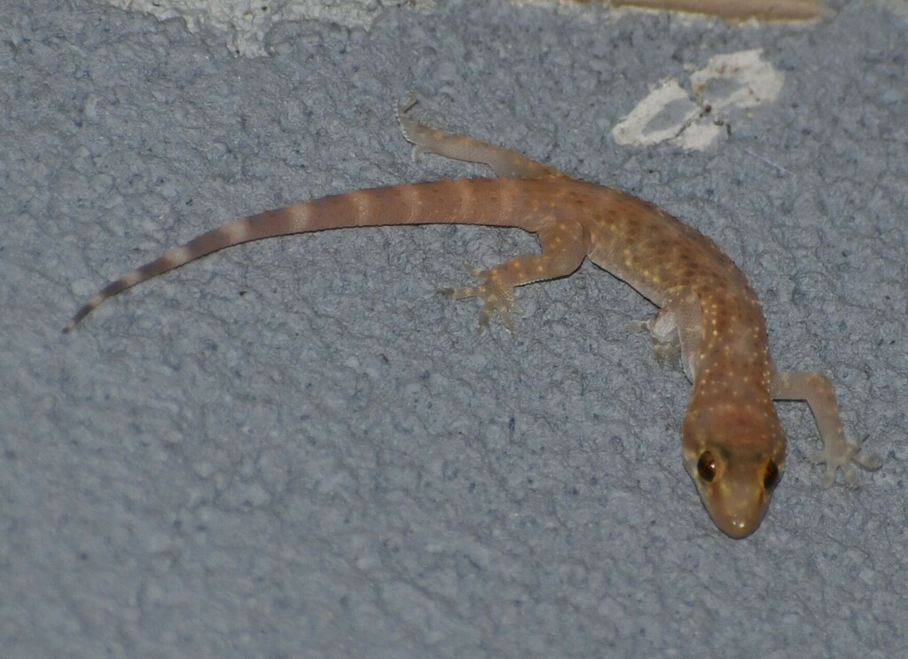 Mediterranean House Gecko from South Side, Corpus Christi, TX, USA on ...