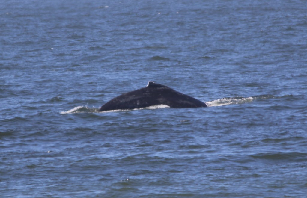 Humpback Whale from San Mateo County, CA, USA on August 13, 2024 at 01: ...