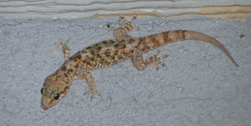Mediterranean House Gecko from South Side, Corpus Christi, TX, USA on ...