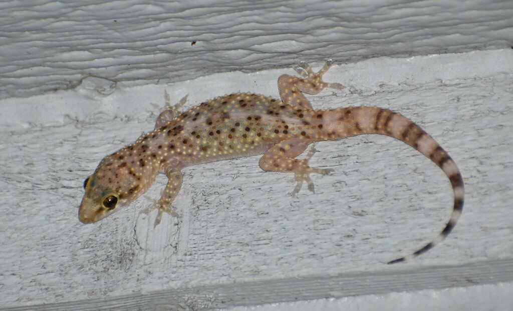 Mediterranean House Gecko from South Side, Corpus Christi, TX, USA on ...